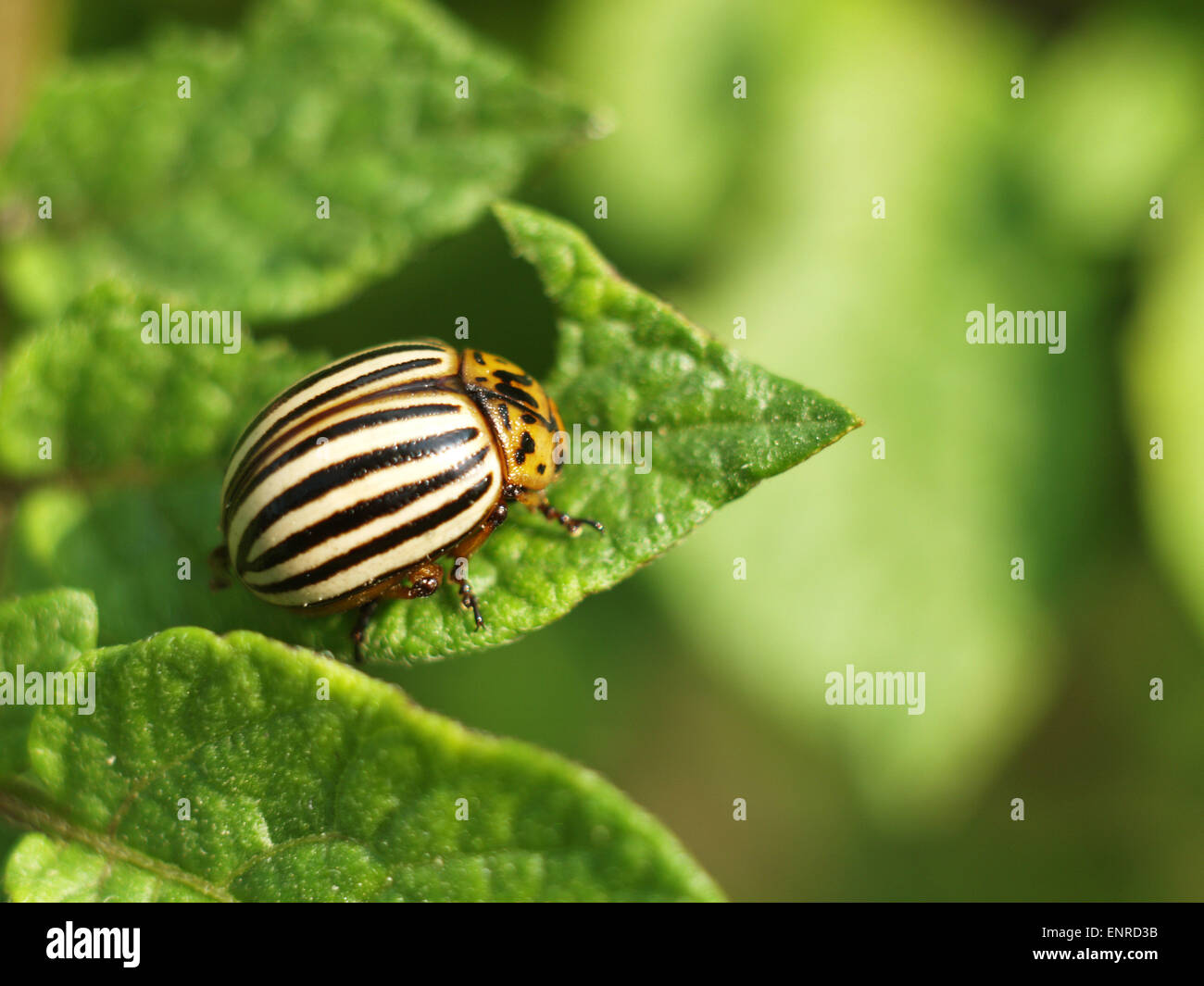 Insects of colorado hi-res stock photography and images - Alamy