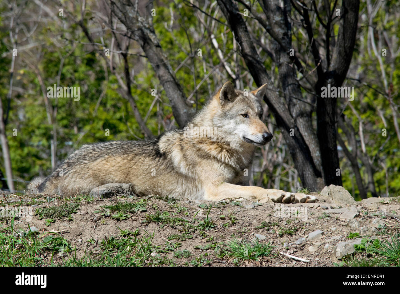 A Timber Wolf in spring Stock Photo - Alamy
