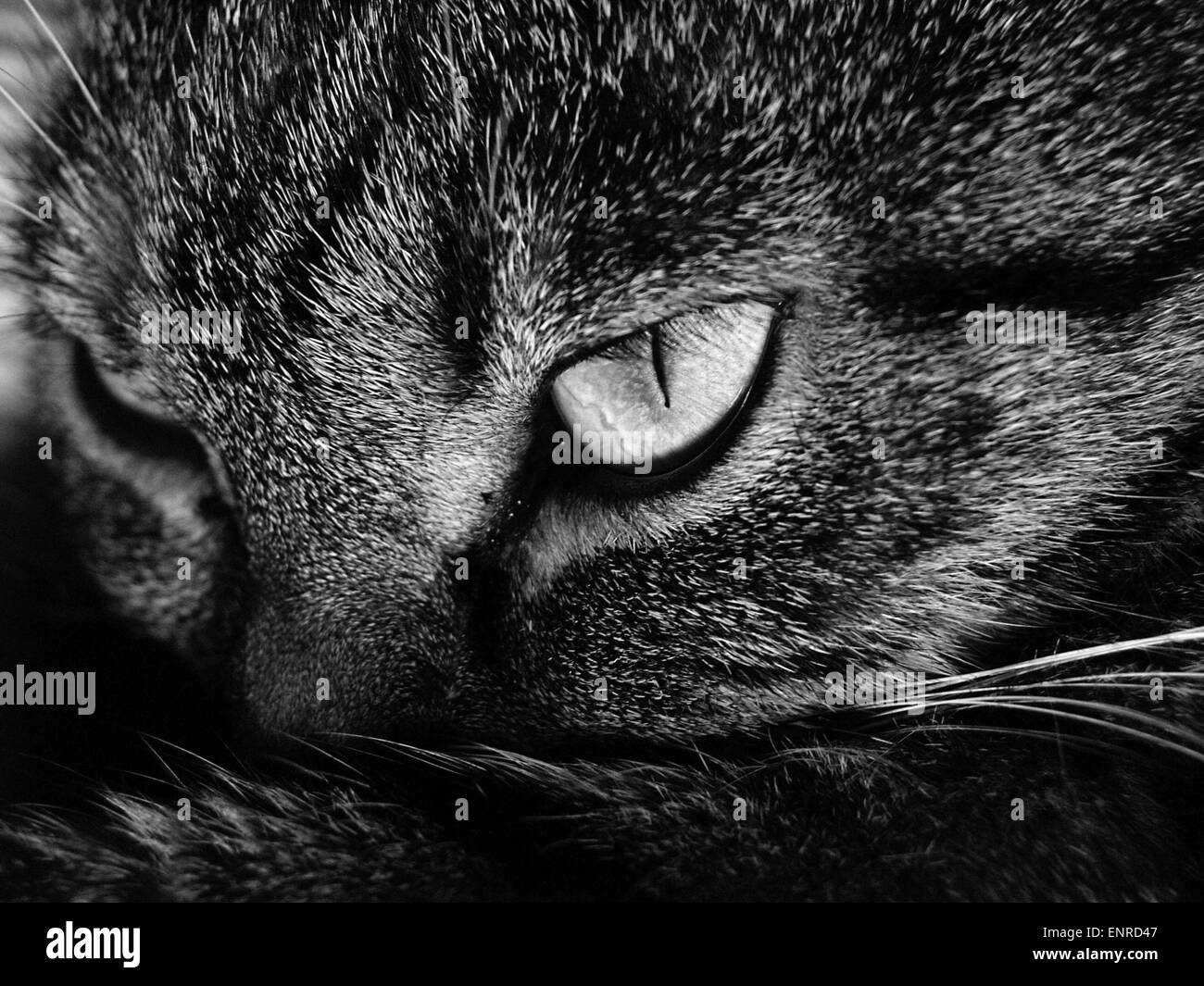 The face of a cat in black and white Stock Photo - Alamy
