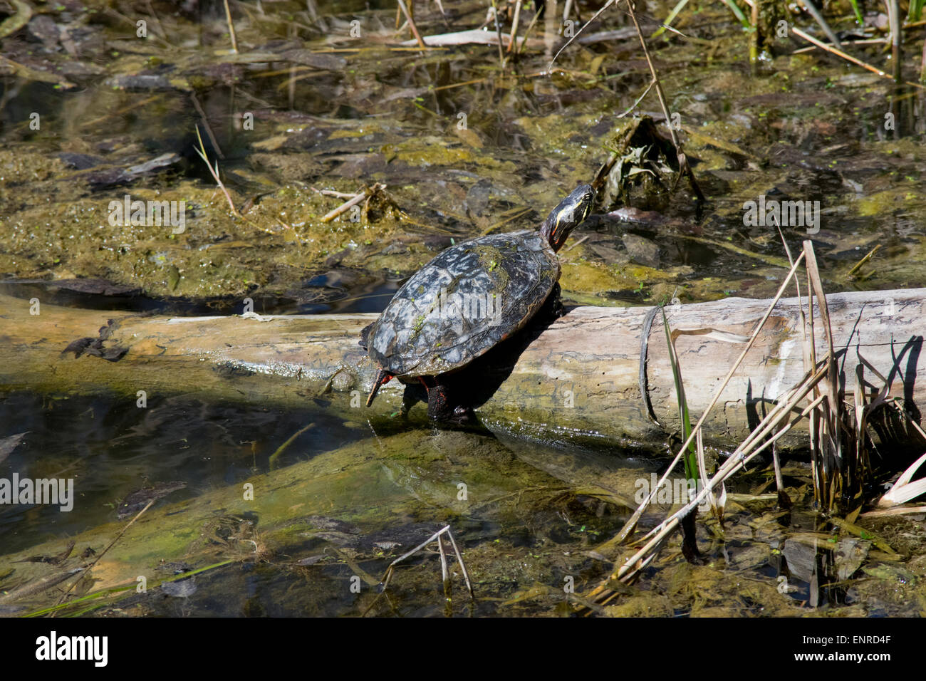 A Painted Turtle in the spring sunshine Stock Photo - Alamy
