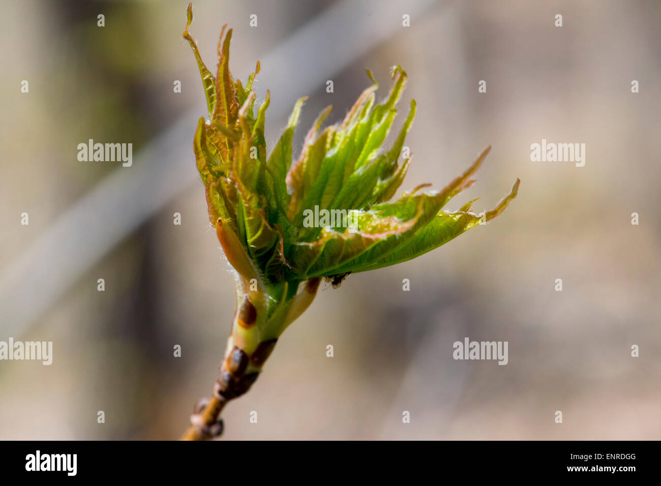 Bursting buds hi-res stock photography and images - Alamy