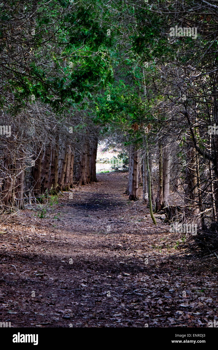 Path woods forest hi-res stock photography and images - Alamy