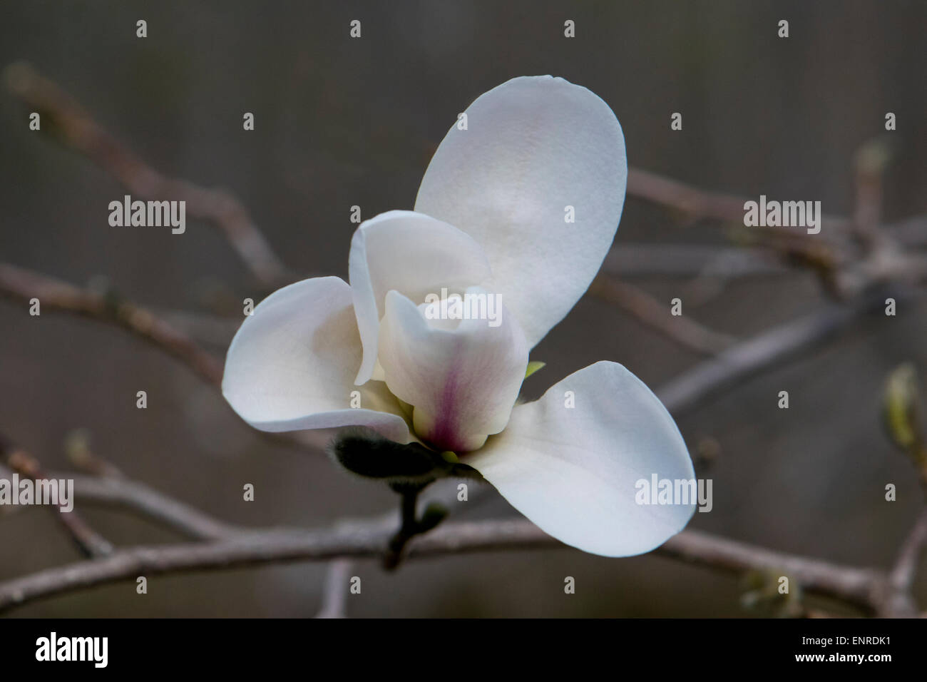 Magnolia flower opening hi-res stock photography and images - Alamy