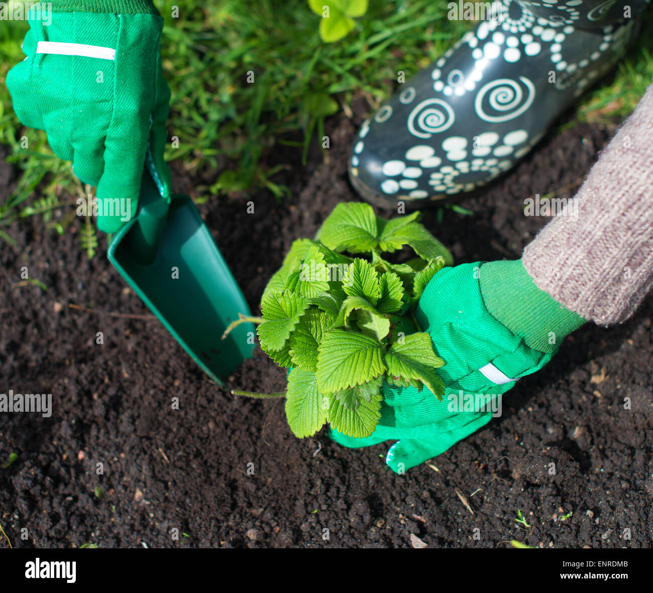 Woman's hand planting strawberry Stock Photo - Alamy
