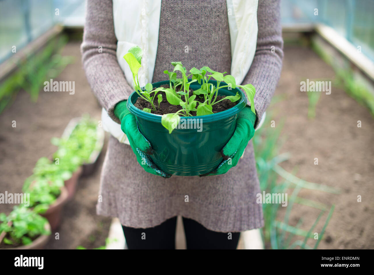 Woman's hand holding pot with seedlings Stock Photo - Alamy