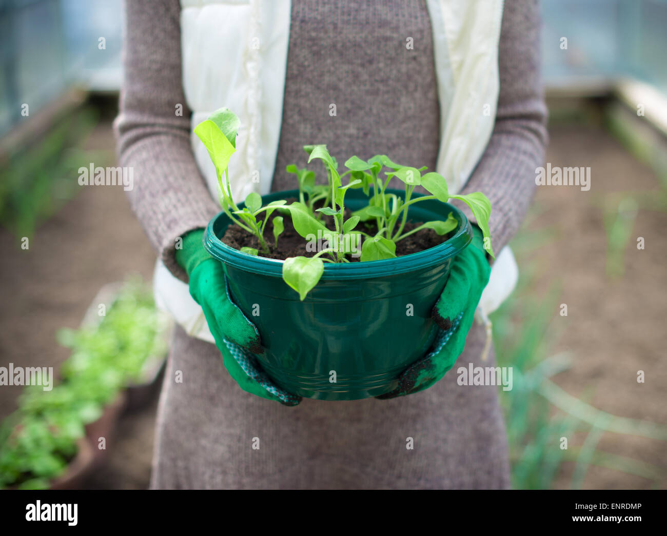 Woman's hand holding pot with seedlings Stock Photo - Alamy