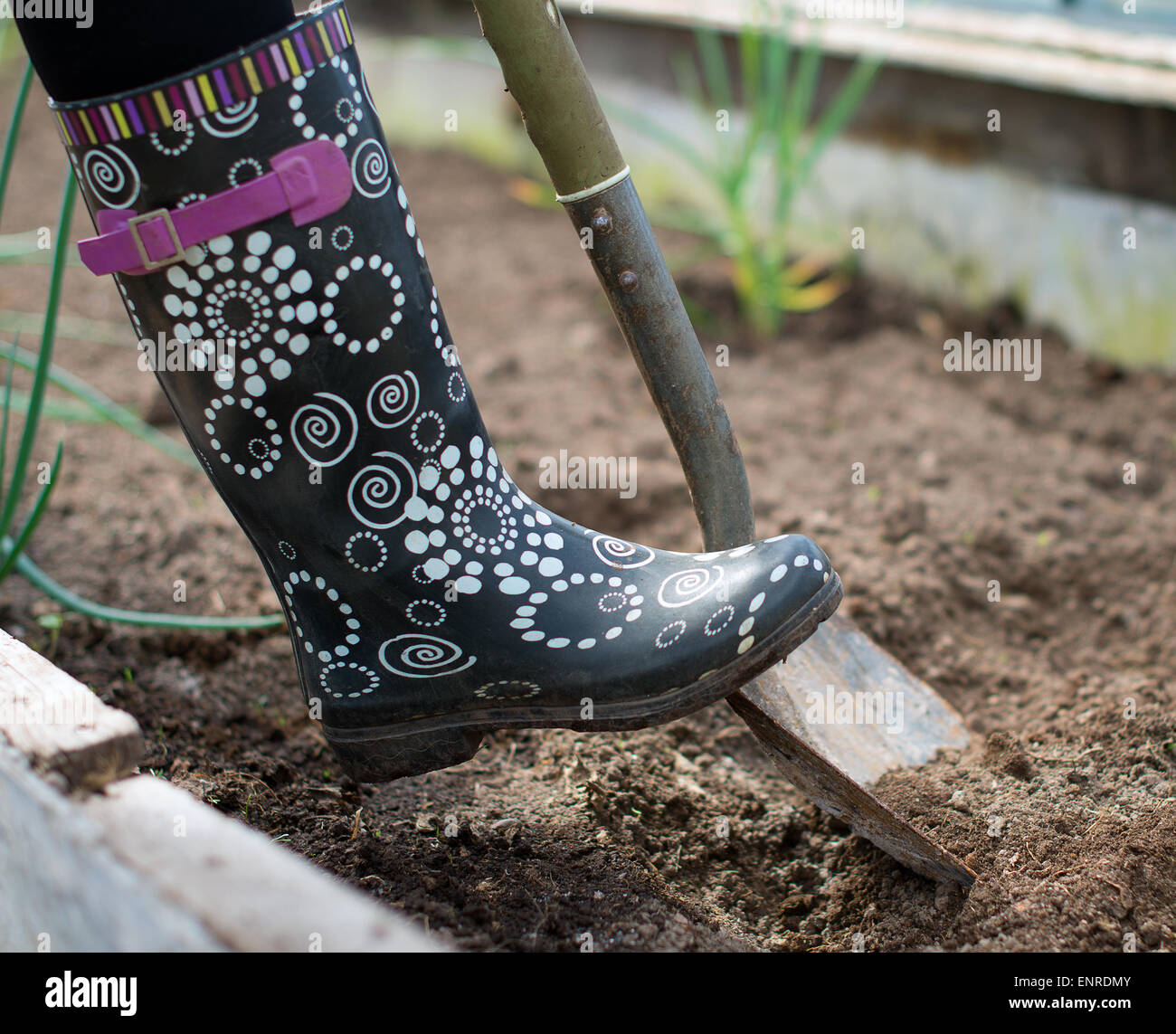 Woman's leg digging soil in greenhouse Stock Photo - Alamy