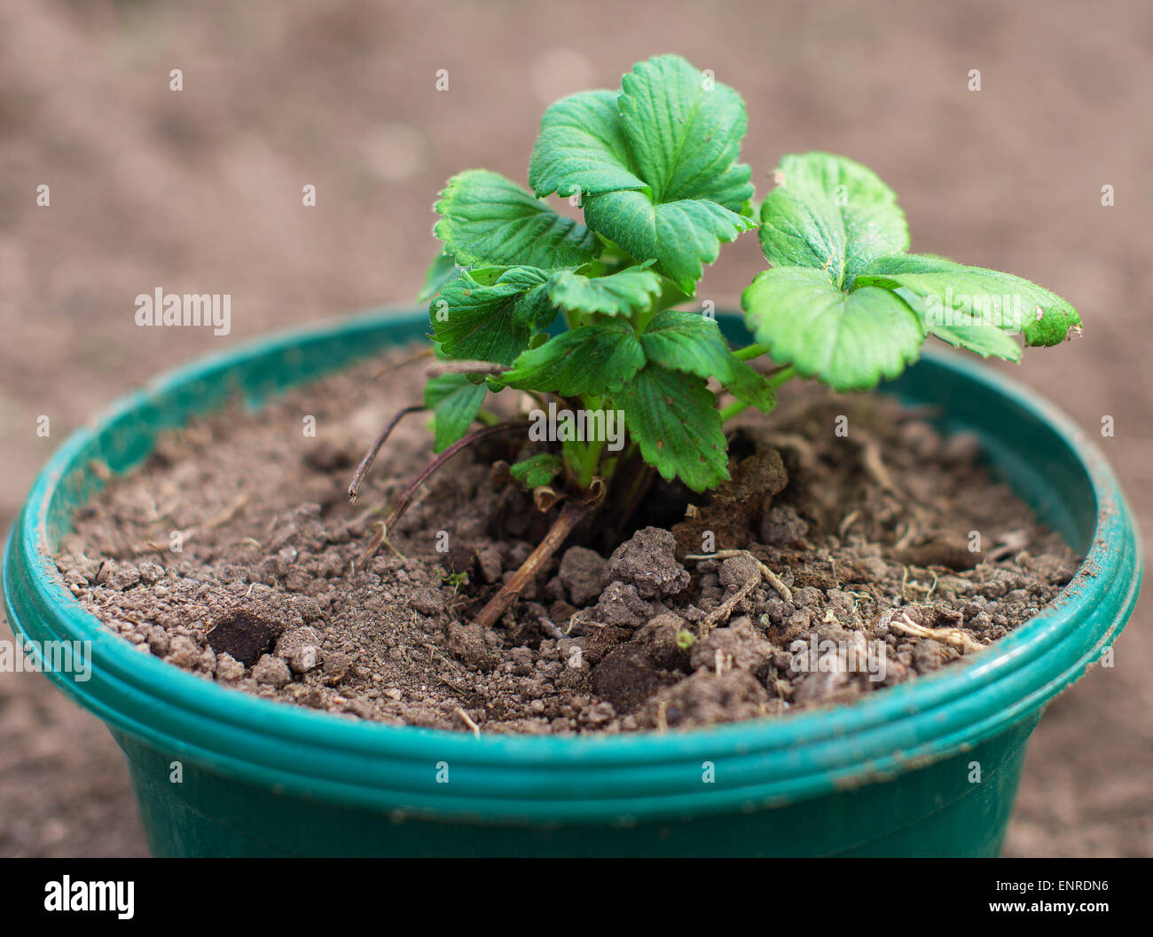 View of the pot with strawberry seedlings Stock Photo - Alamy