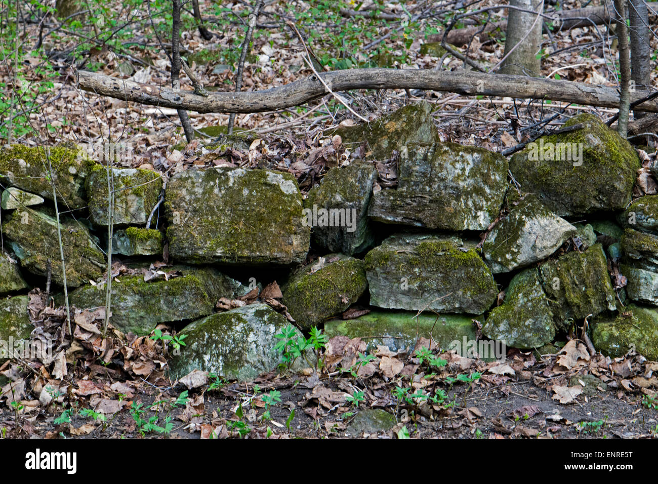Moss for wall hi-res stock photography and images - Alamy