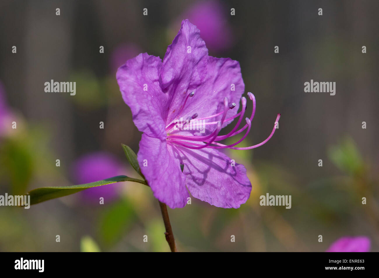 A purple spring flower Stock Photo - Alamy