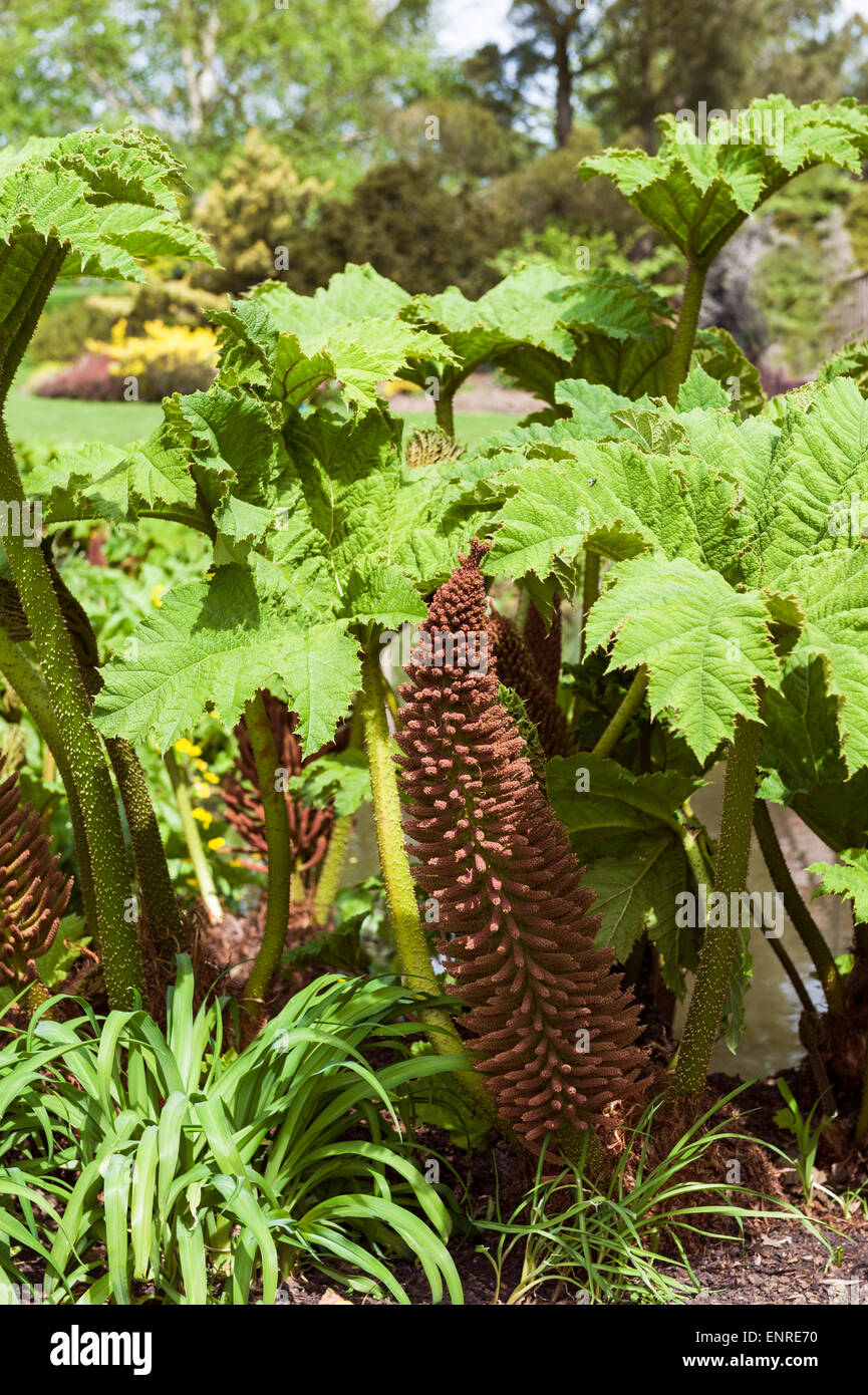 Gunnera Manicata, Gunneraceae Stock Photo - Alamy
