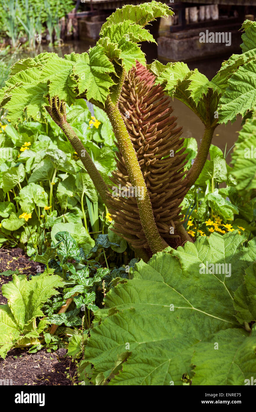 Gunnera Manicata High Resolution Stock Photography and Images - Alamy