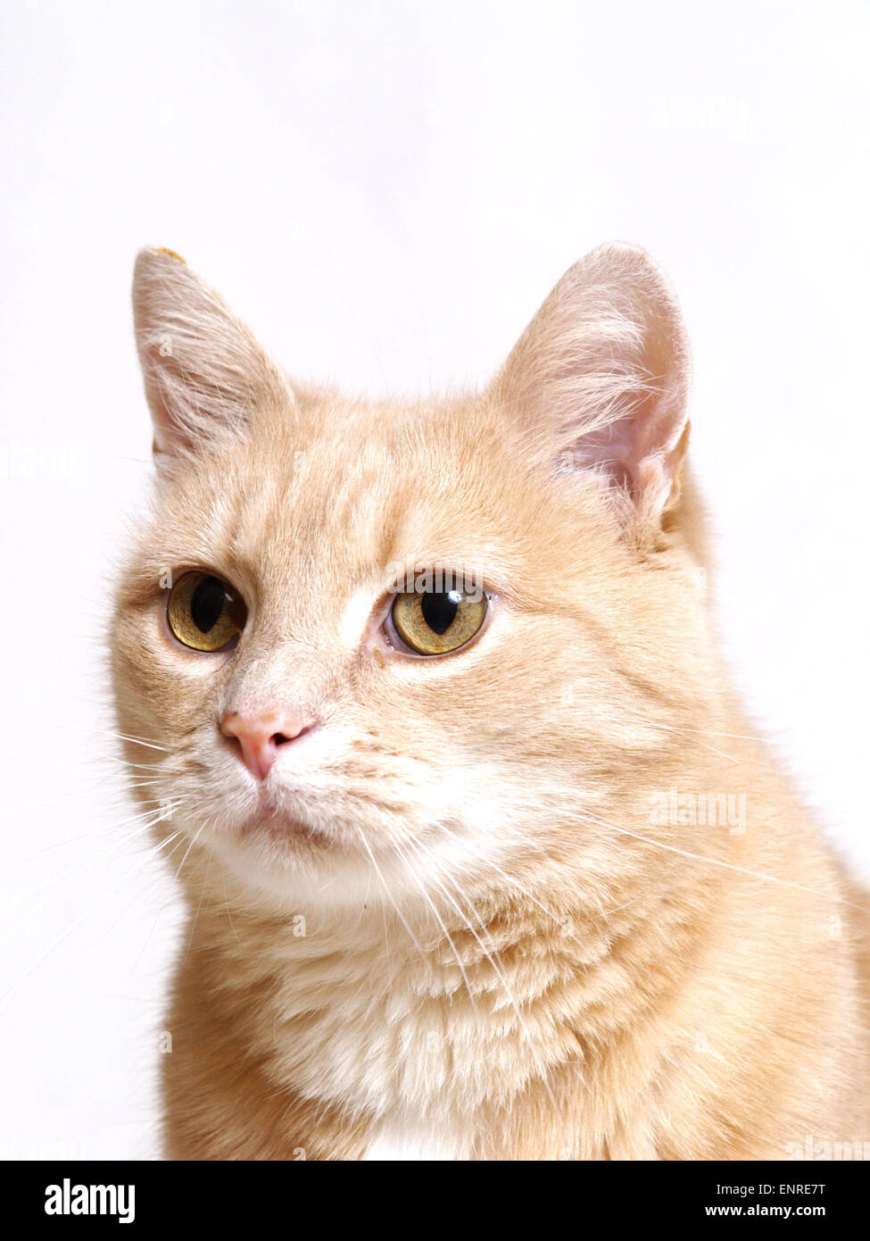 Ginger cat sitting down hi-res stock photography and images - Alamy