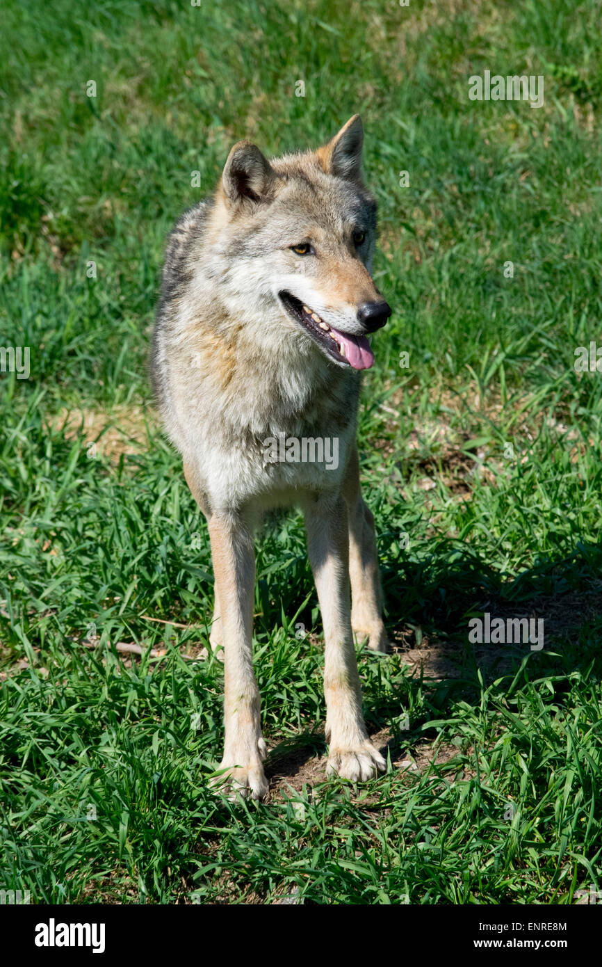 A Timber Wolf Stock Photo - Alamy