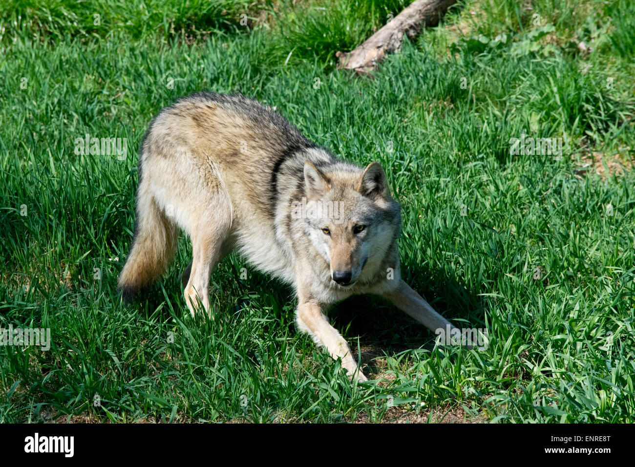 A playful Timber Wolf Stock Photo - Alamy