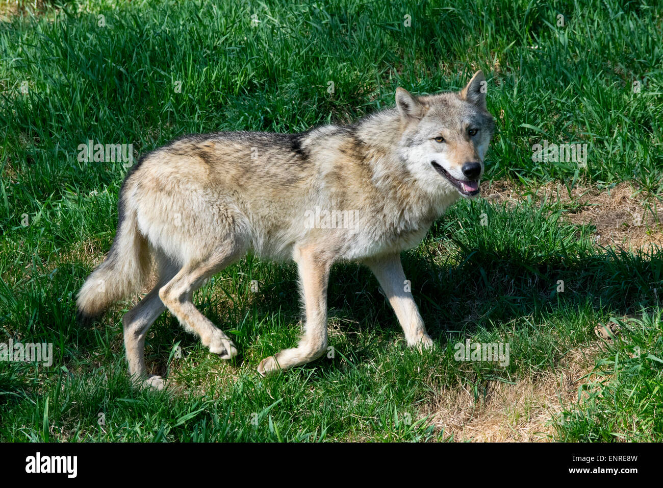 A Timber Wolf Stock Photo - Alamy