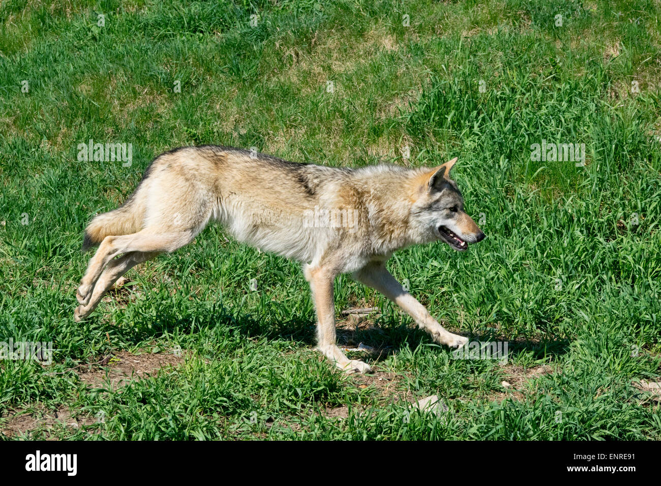 A running Timber Wolf Stock Photo - Alamy