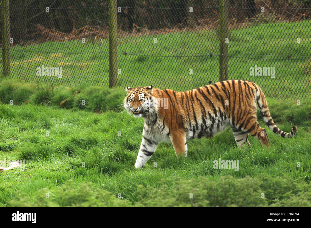 Tigeress hi-res stock photography and images - Alamy