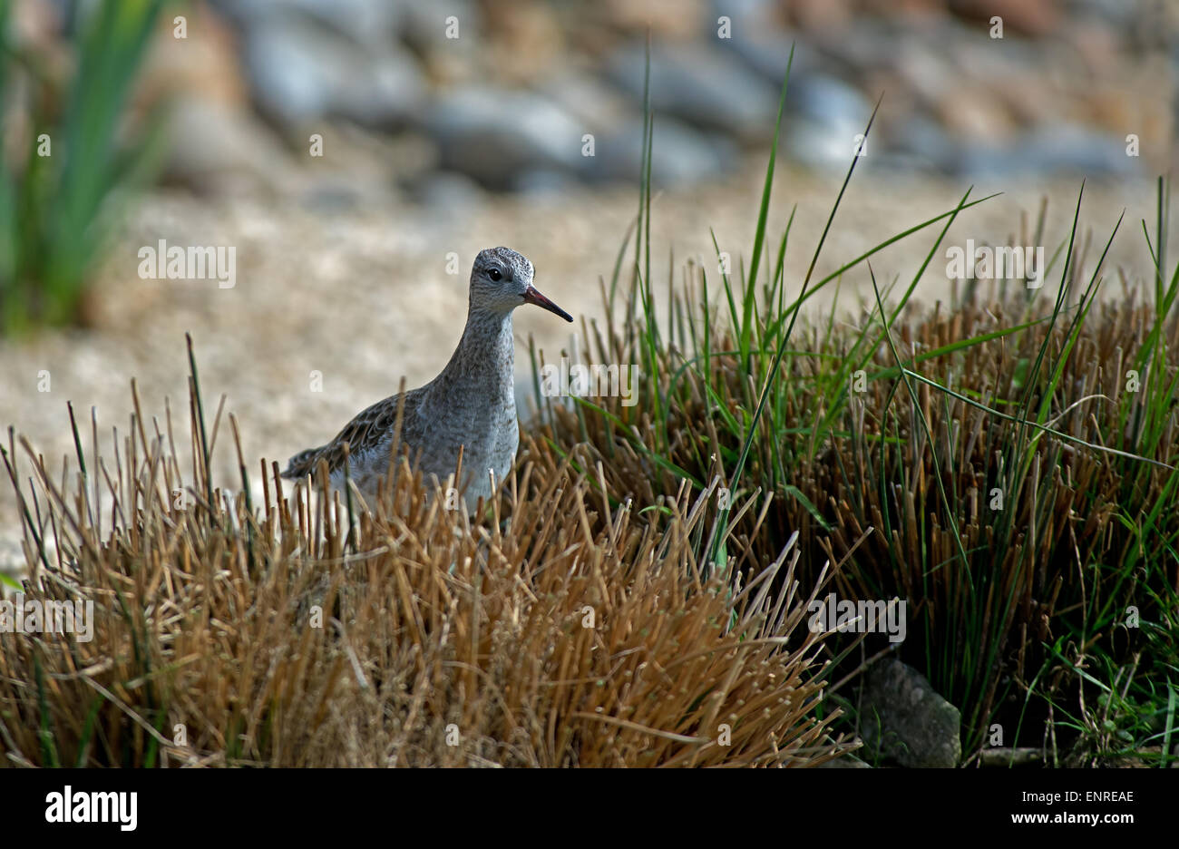 Ruff bird uk hi-res stock photography and images - Alamy