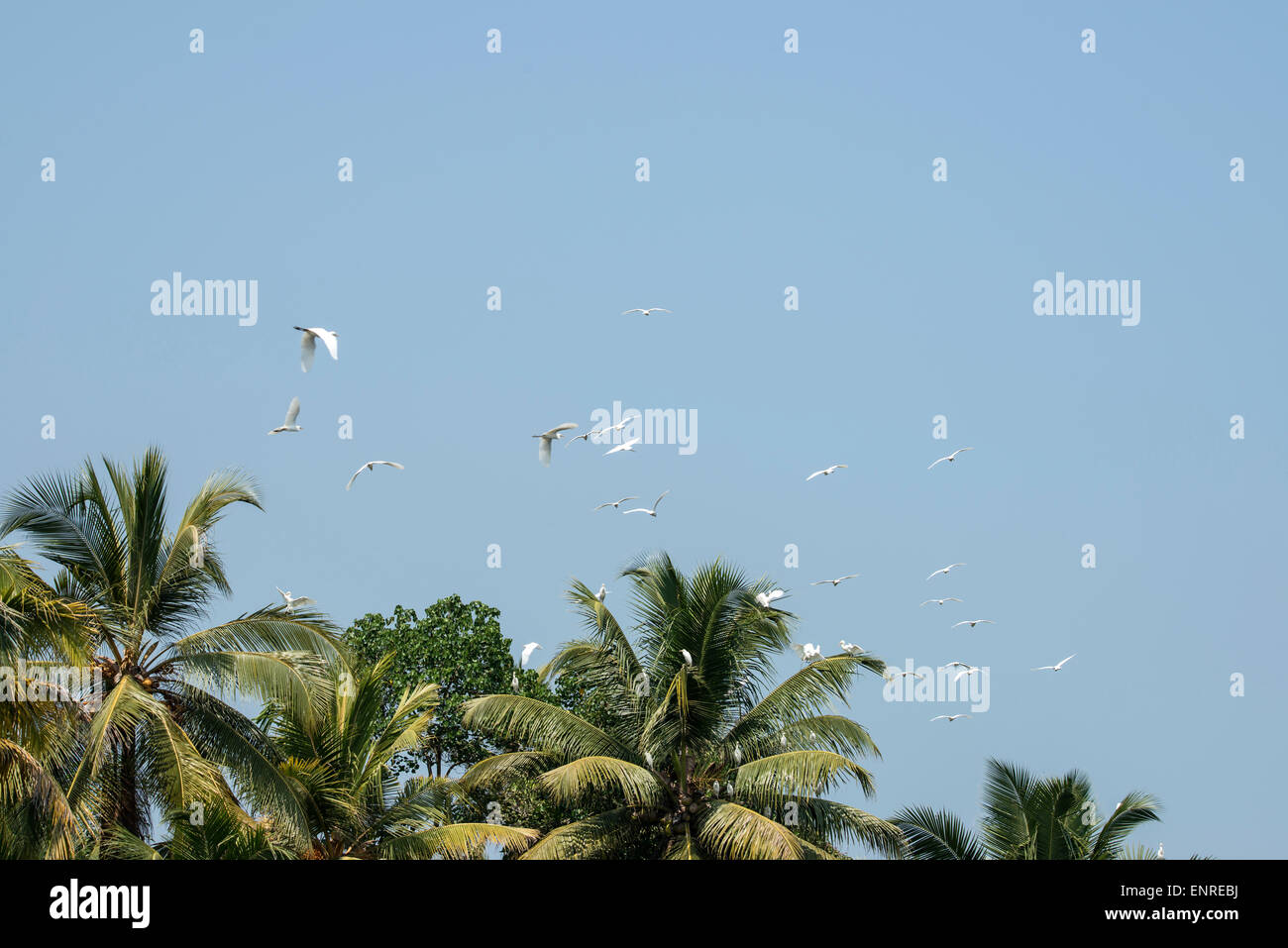 A large flock of egrets in flight above the palm trees along the banks ...