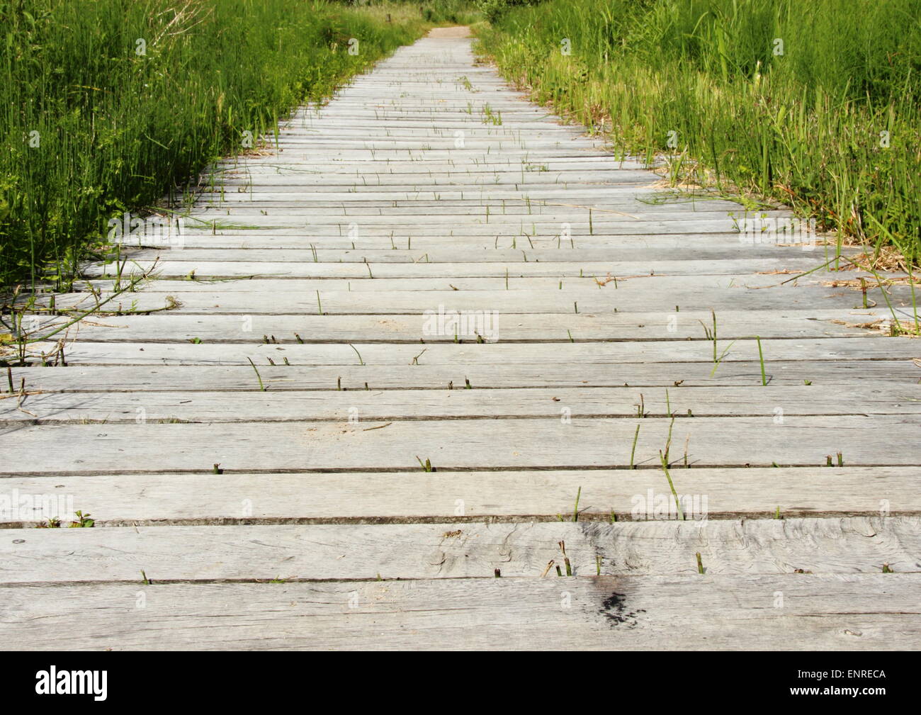 Wooden path over moor area with reed Stock Photo - Alamy