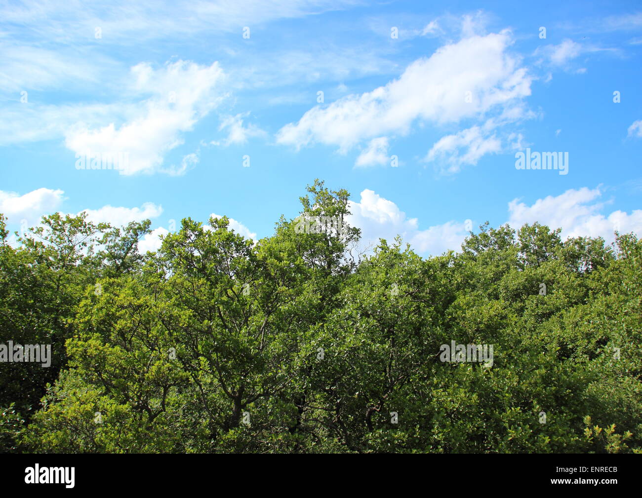 Treetop view with clouds and blue sky Stock Photo - Alamy