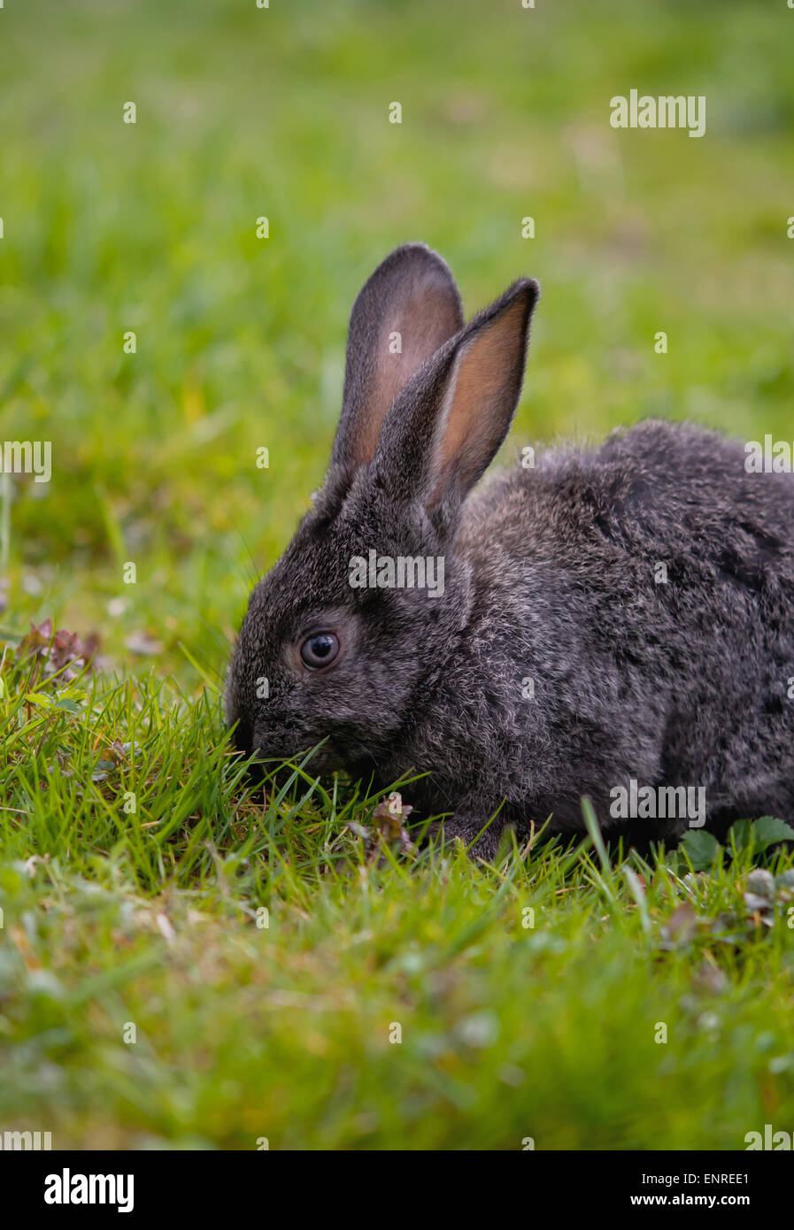 Little young brown rabbit hare hi-res stock photography and images - Alamy