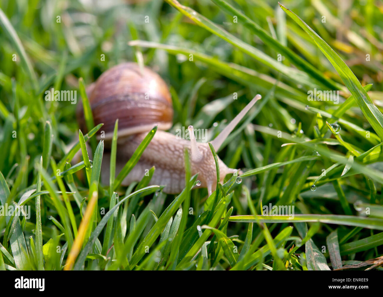 snail in the garden on the grass Stock Photo - Alamy