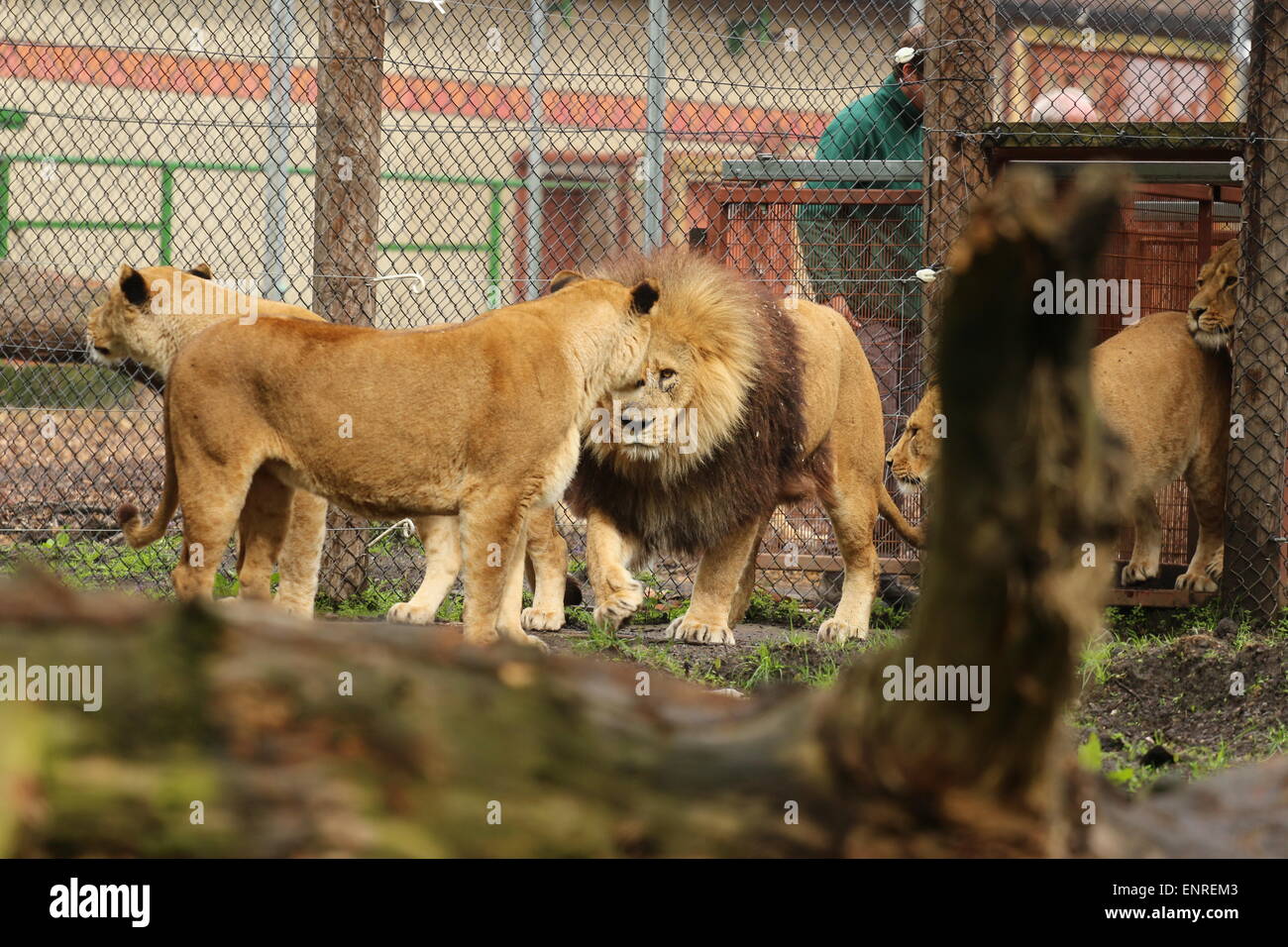 Pride of Lions Stock Photo - Alamy