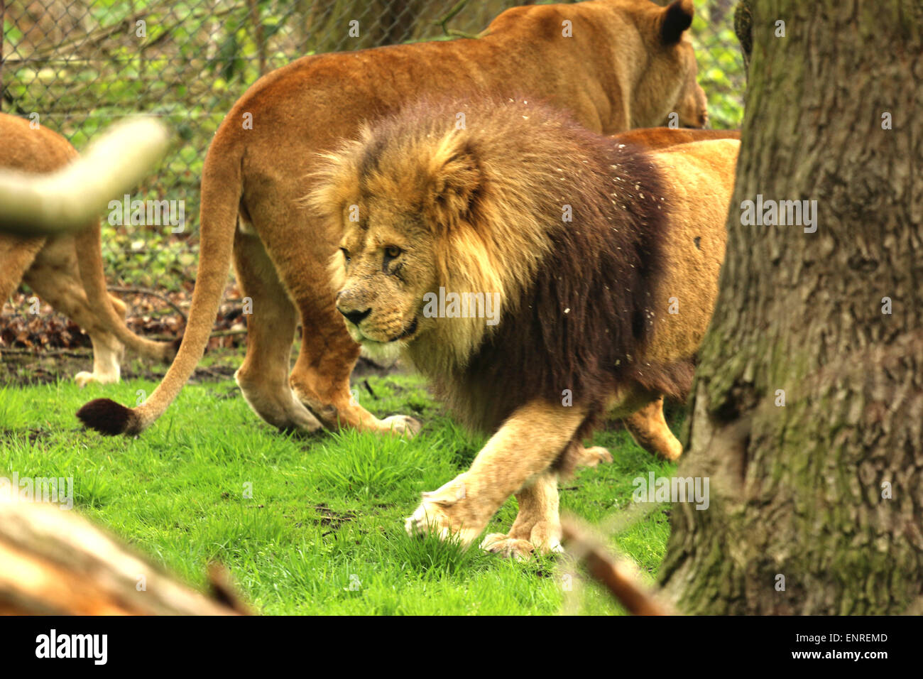 Pride of Lions Stock Photo - Alamy