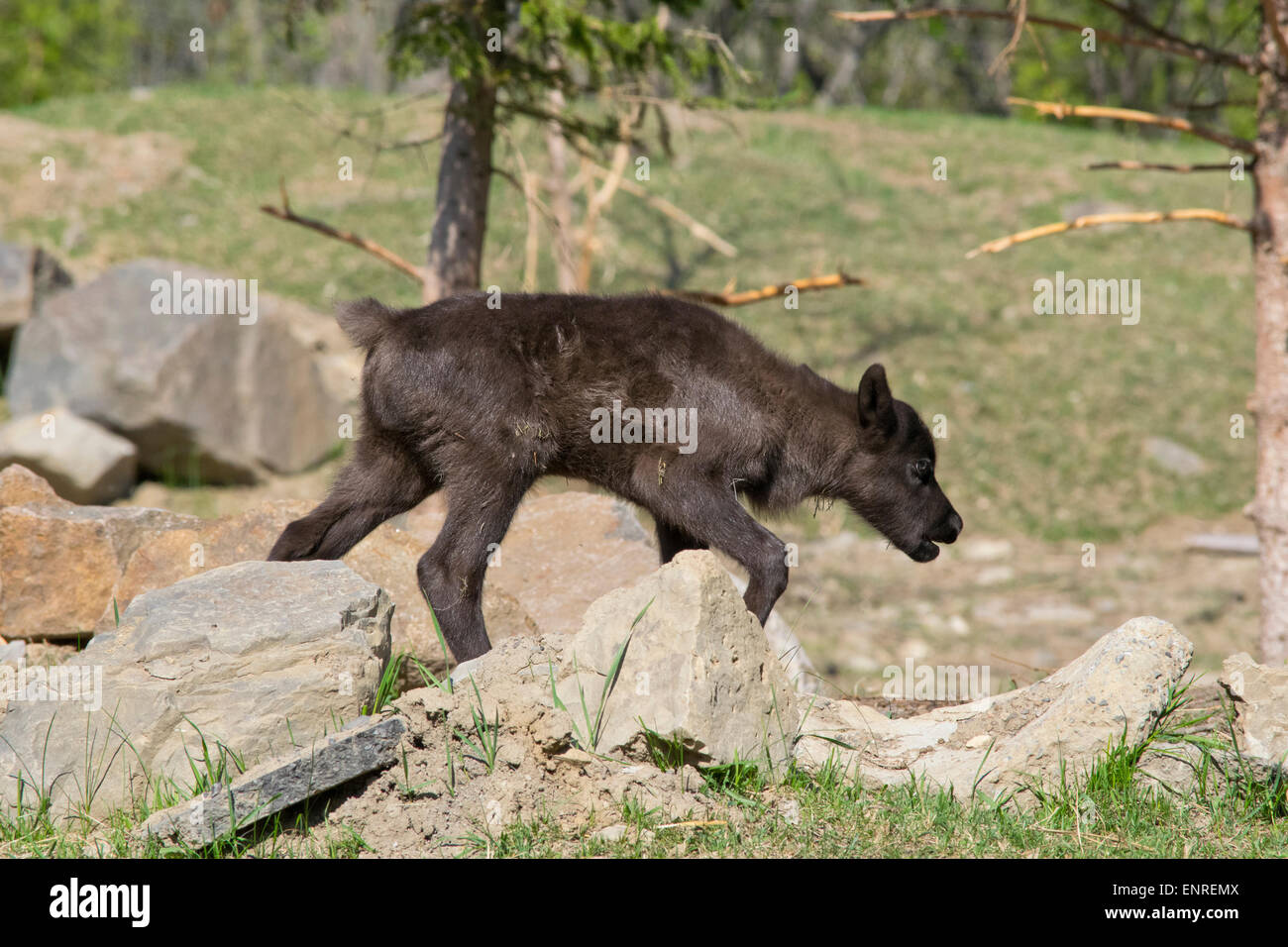 A Caribou calf Stock Photo - Alamy