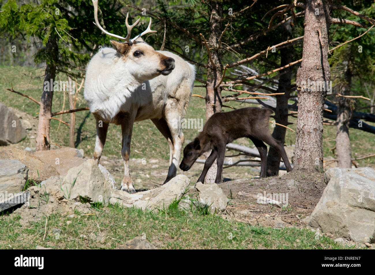 Newborn Caribou Calf