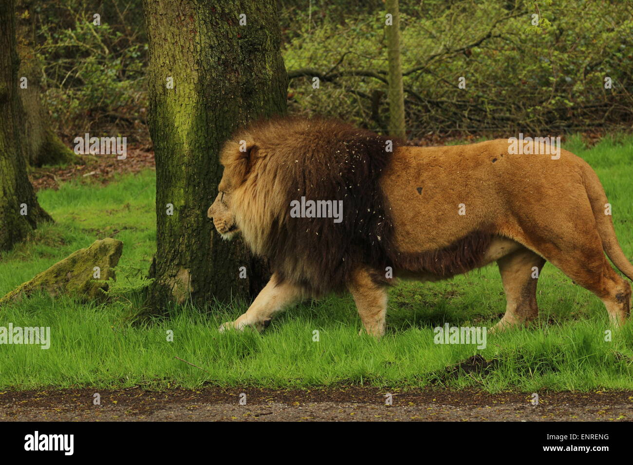 Old Dominant Lion Stock Photo - Alamy