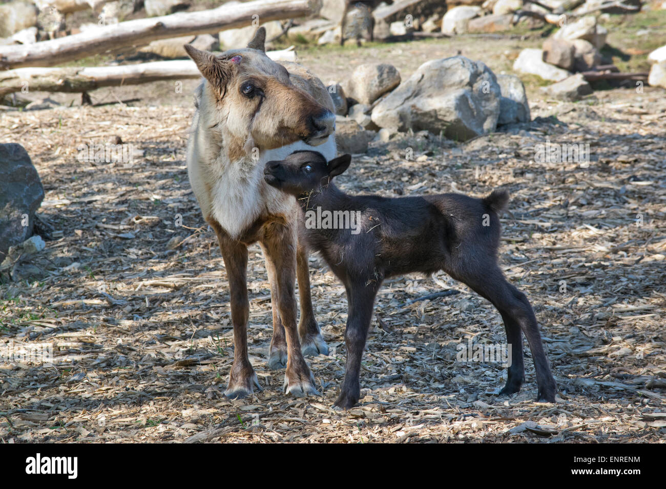 A mother Caribou and calf Stock Photo - Alamy