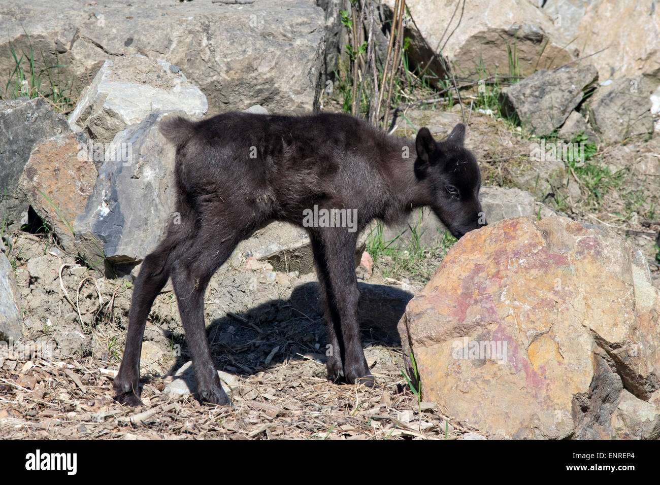 A Caribou calf Stock Photo - Alamy