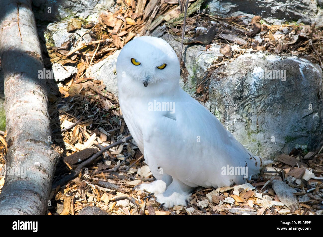 Male snowy owl hi-res stock photography and images - Alamy