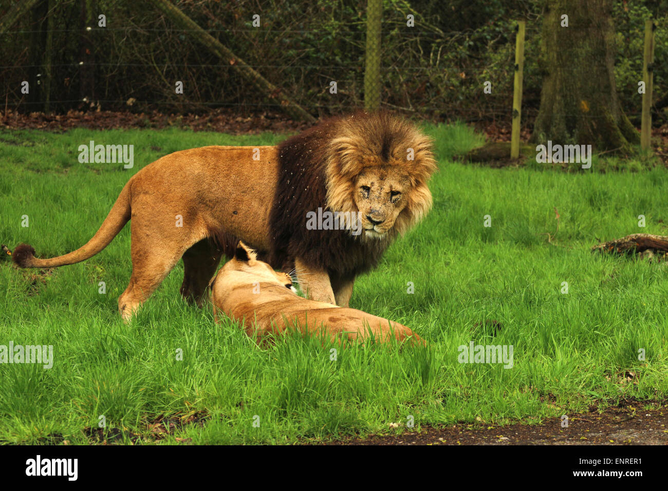 Pair of Lions having fun Stock Photo - Alamy