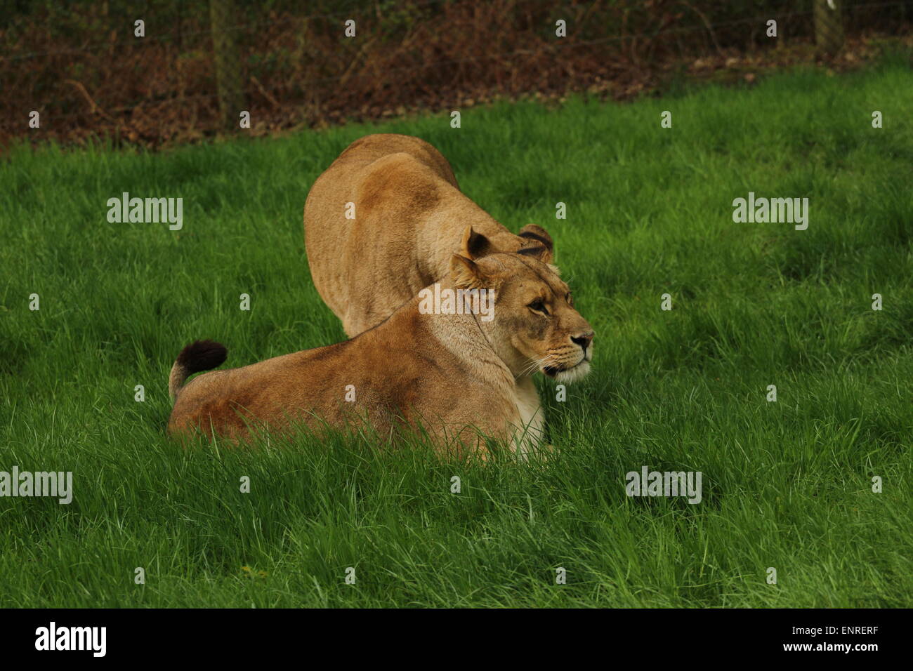 Pride of Lions Stock Photo - Alamy