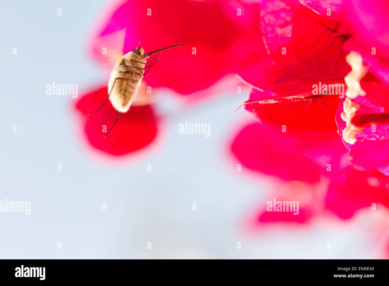 A bee fly hovering near red flowers in Spain Stock Photo - Alamy