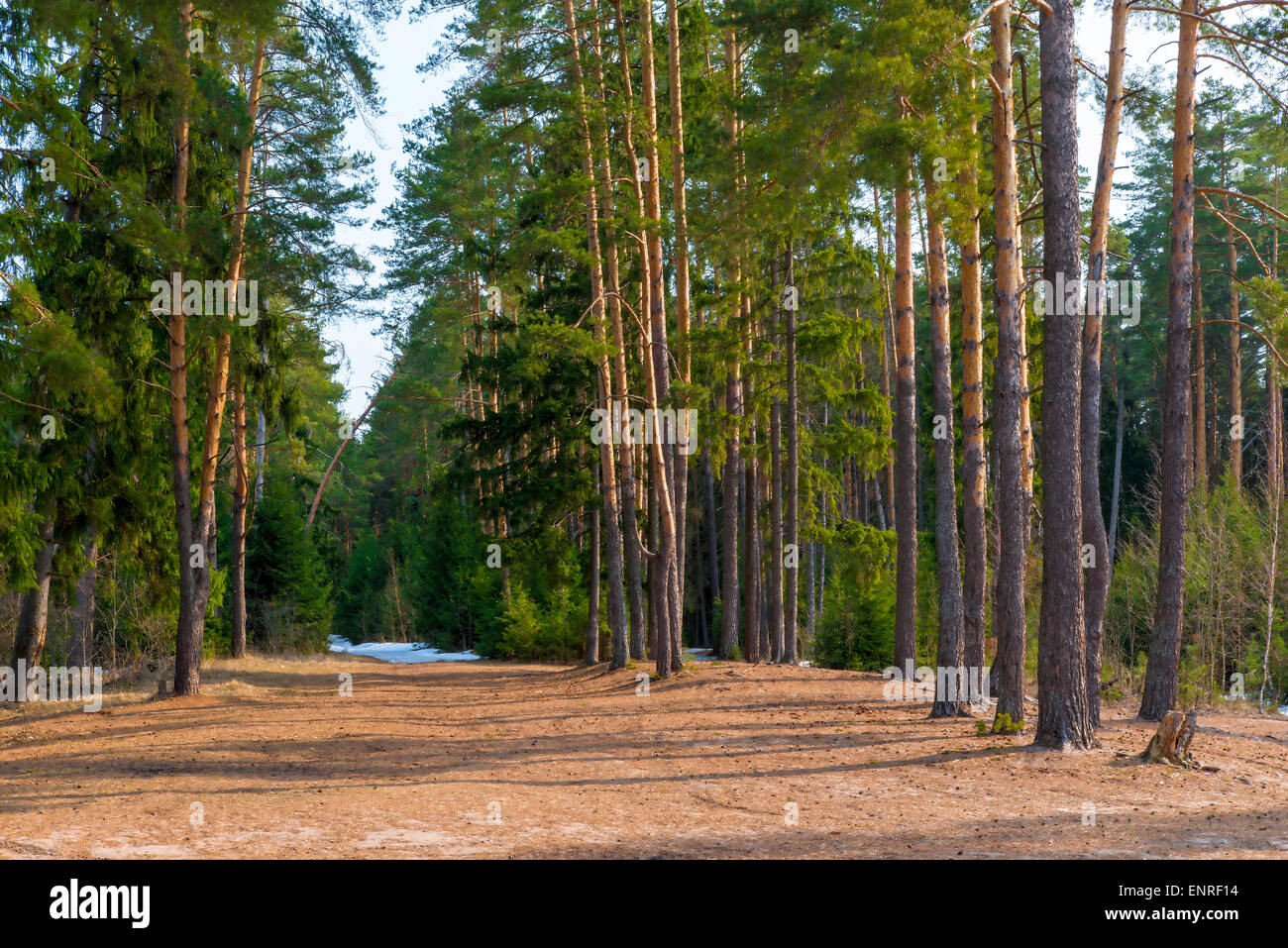 Beautiful spring landscape of pine forest Stock Photo - Alamy