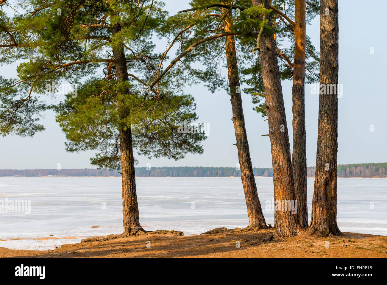 Spring landscape of lake and pine growing on the shore Stock Photo - Alamy