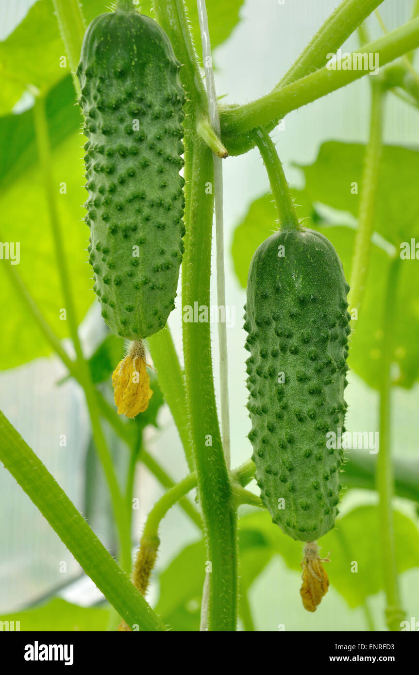 two cucumbers growing on the Stock Photo - Alamy