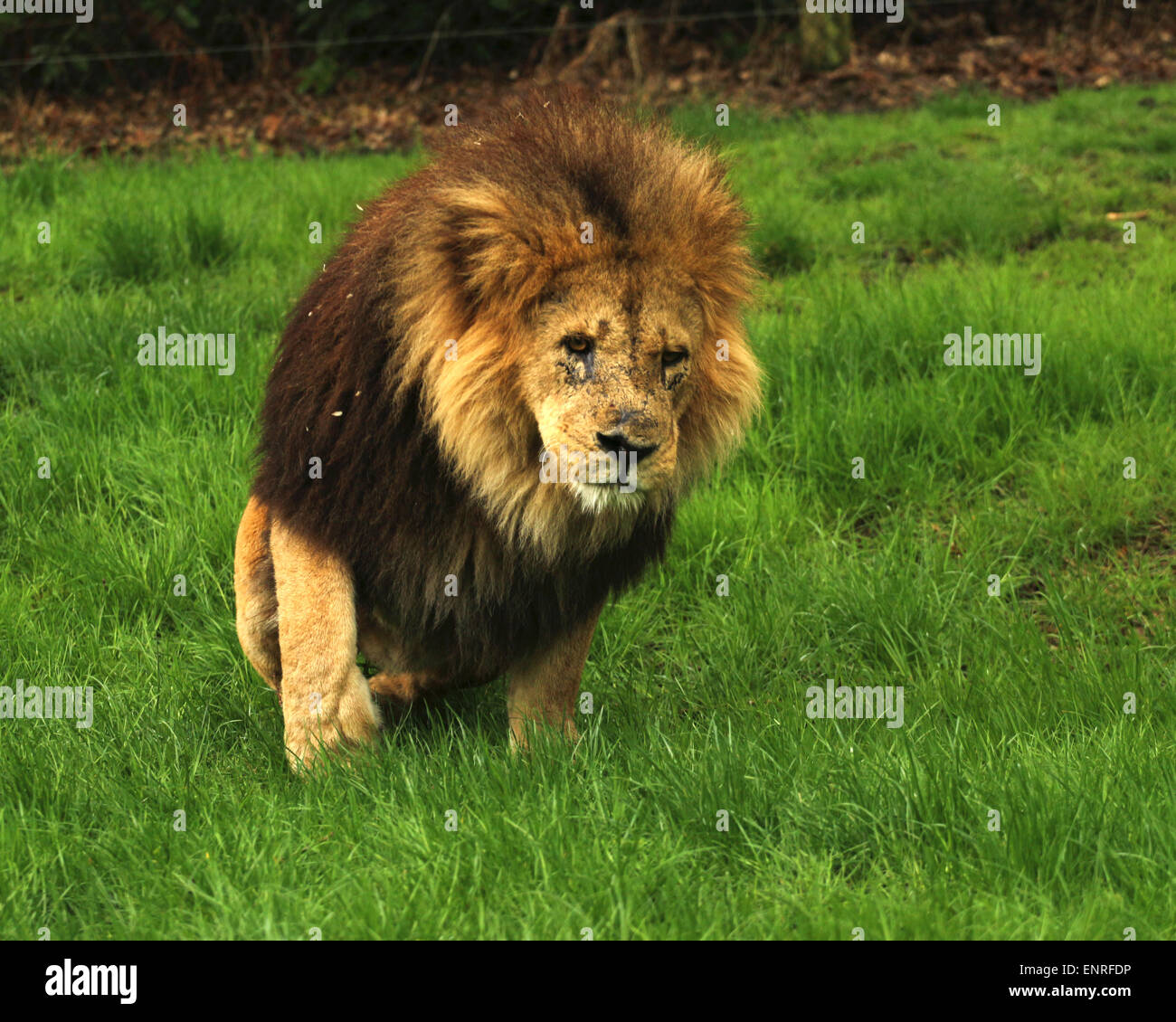 Old Dominant Lion Stock Photo - Alamy