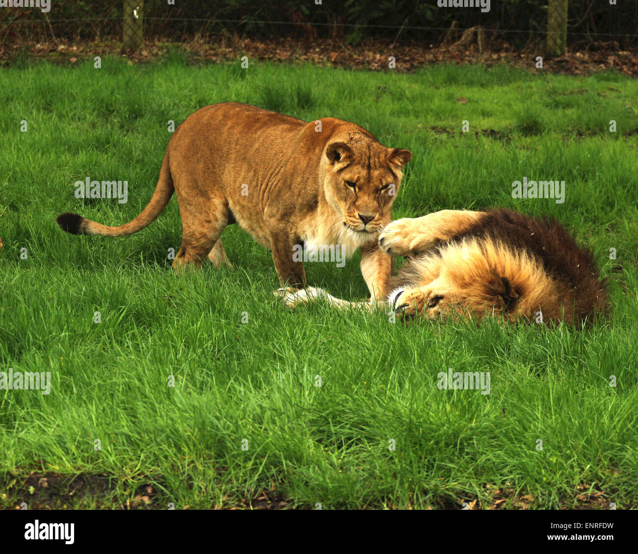Pride of Lions Stock Photo - Alamy