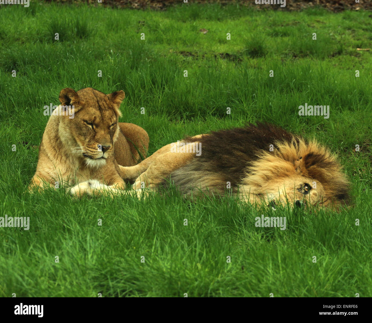 Pride of Lions Stock Photo - Alamy