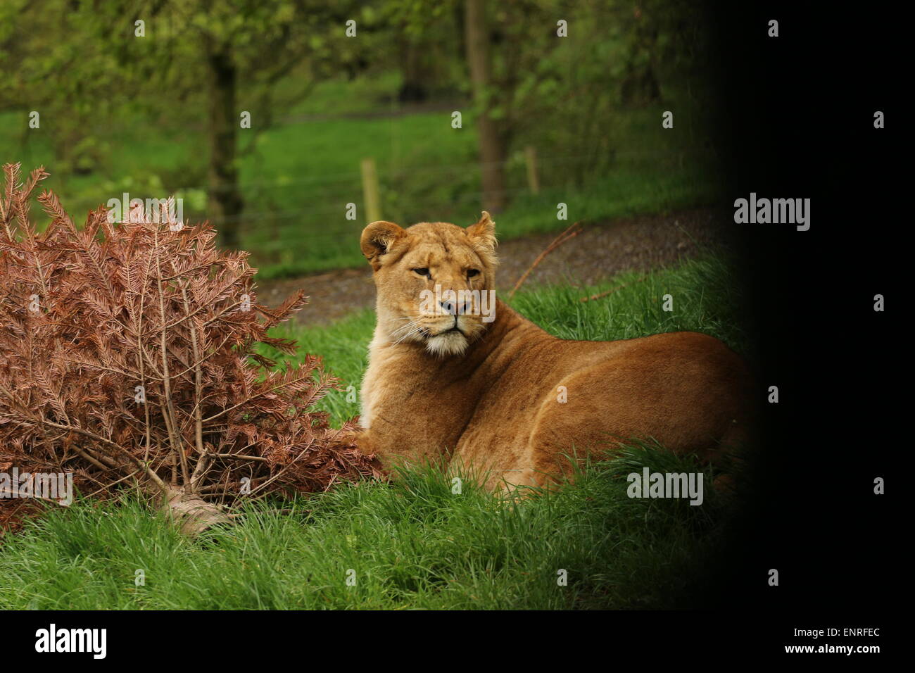 Pride of Lions Stock Photo - Alamy