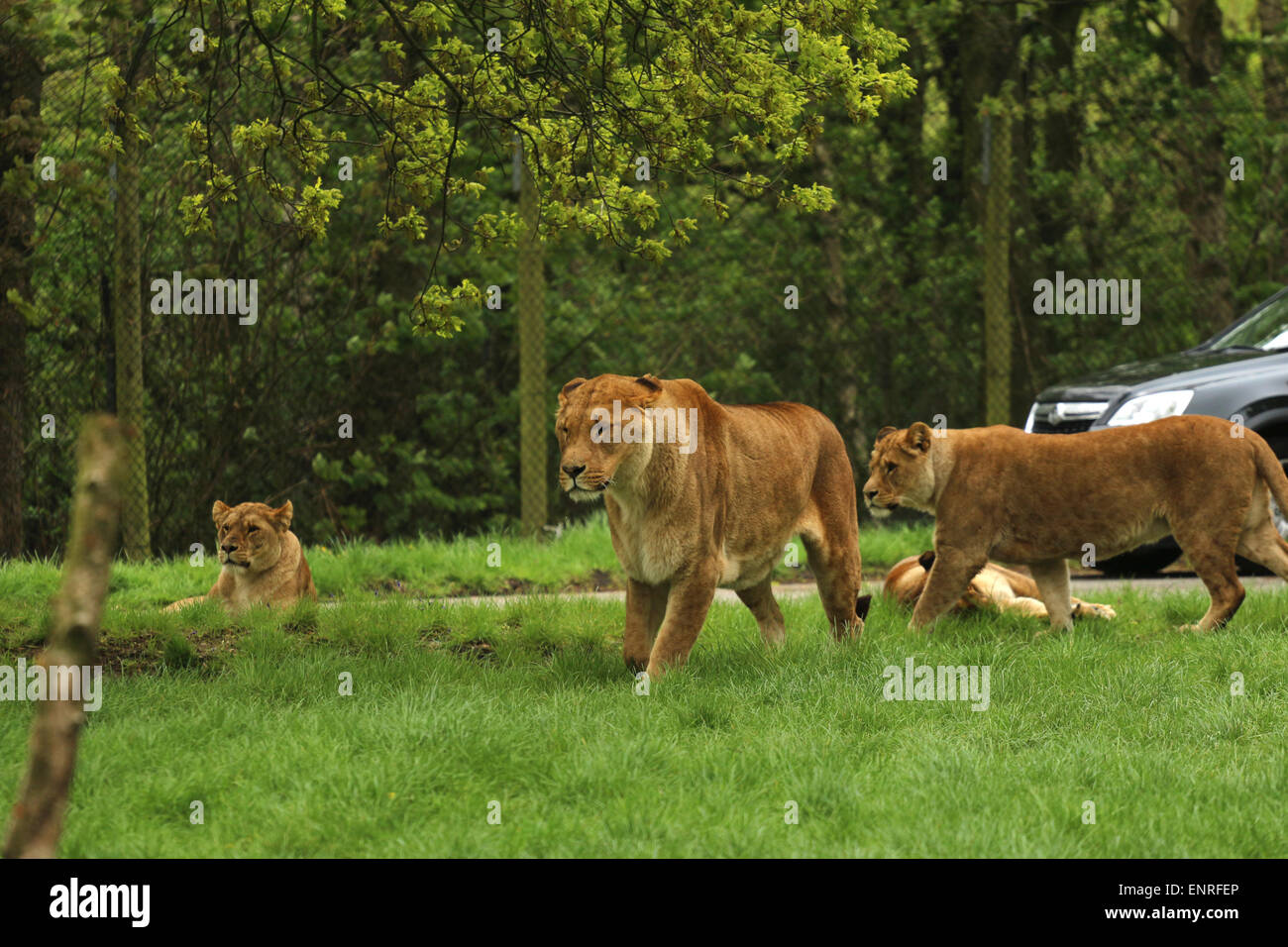 Lioness on the prowl Stock Photo - Alamy