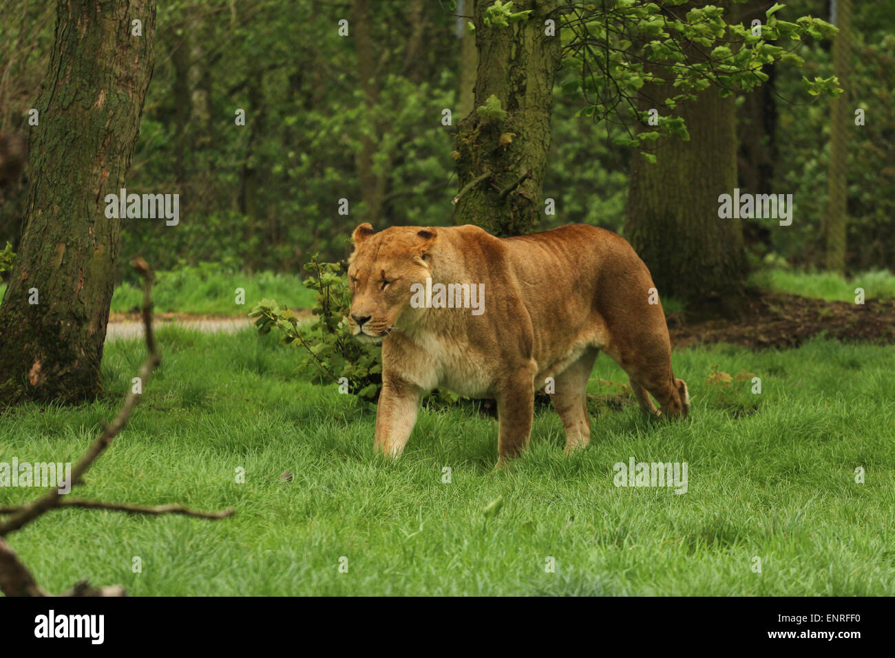 Lioness on the prowl Stock Photo - Alamy