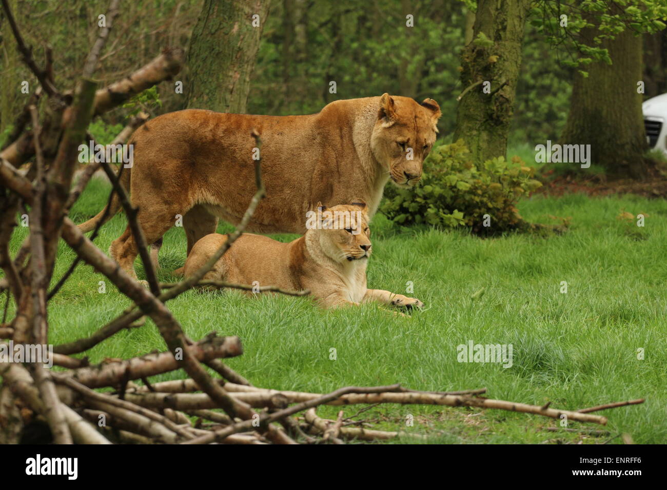 Pride of Lions Stock Photo - Alamy