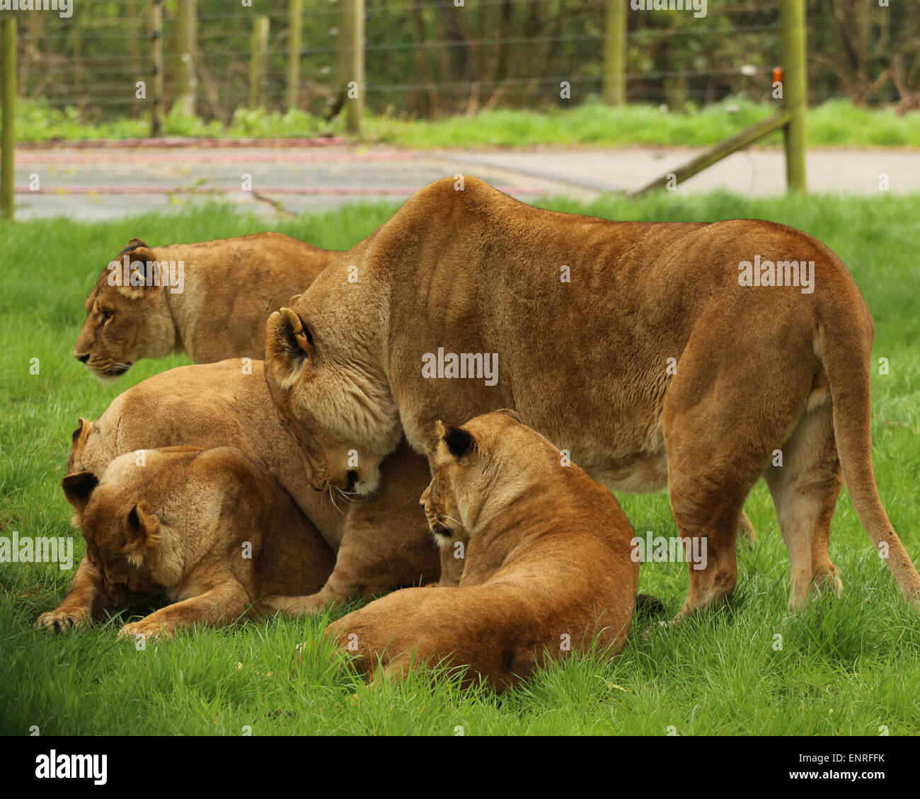 Pride of Lions Stock Photo - Alamy